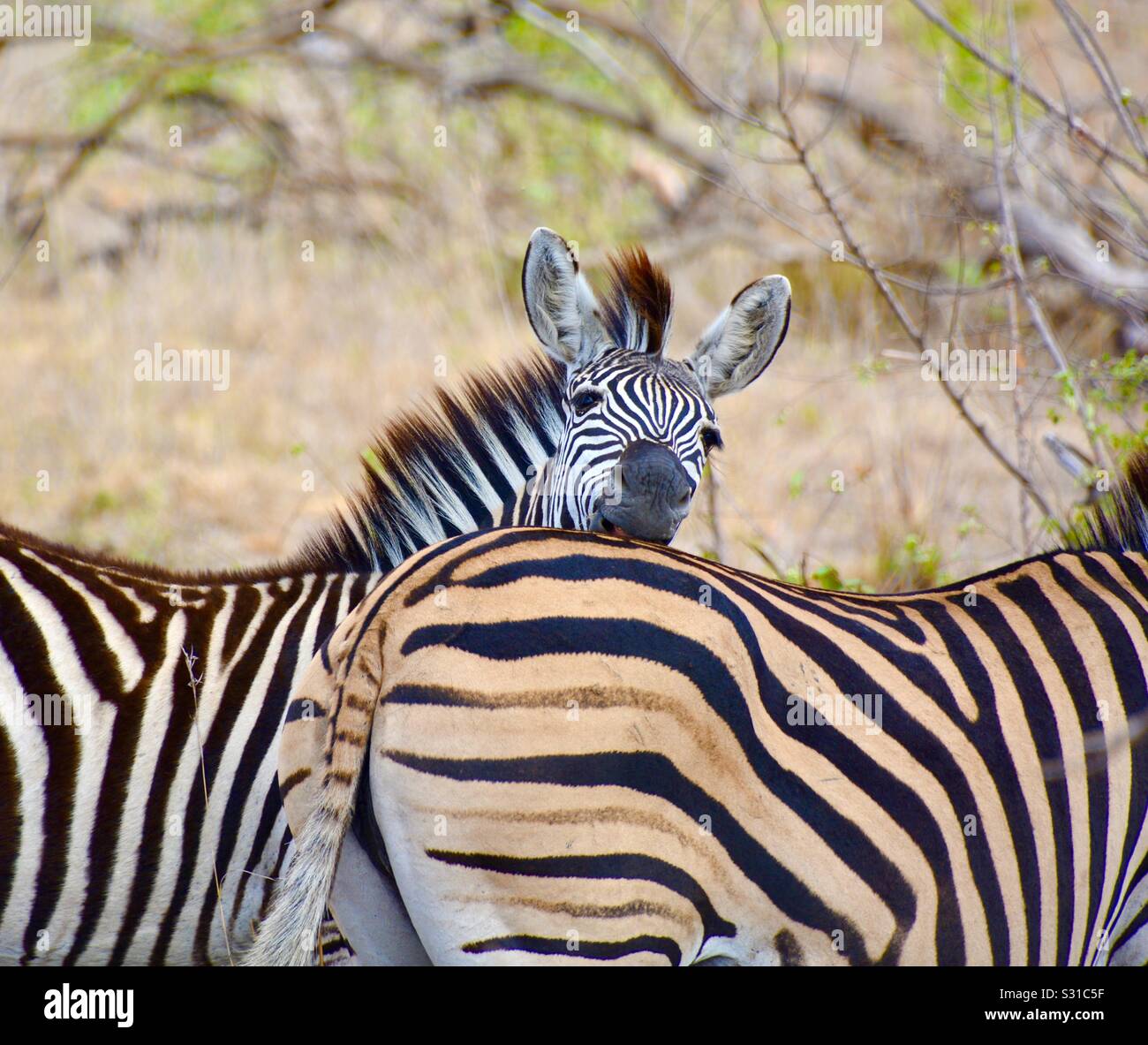 Zebras love hi-res stock photography and images - Alamy