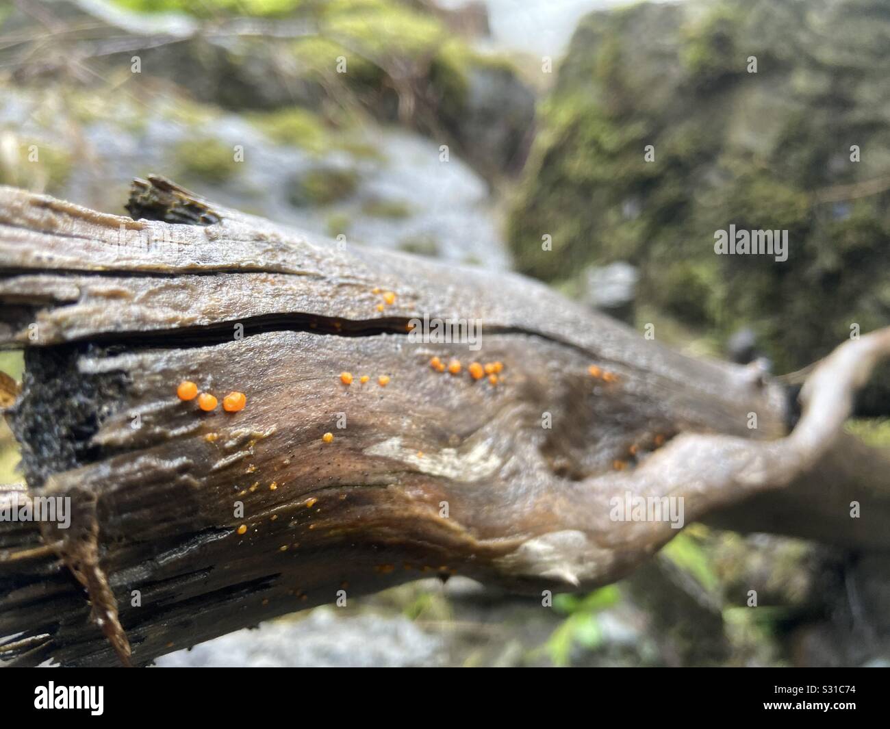 Fungus colors hi-res stock photography and images - Alamy