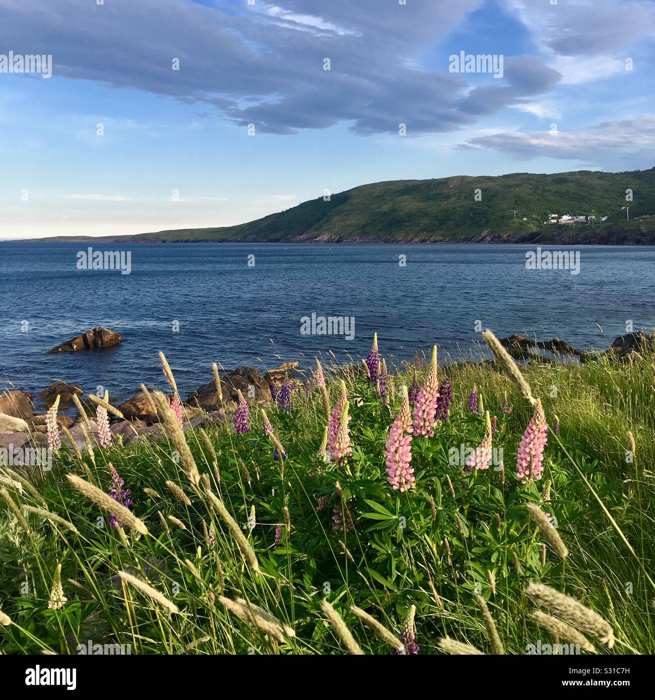 Petty Harbour And Newfoundland High Resolution Stock Photography and ...