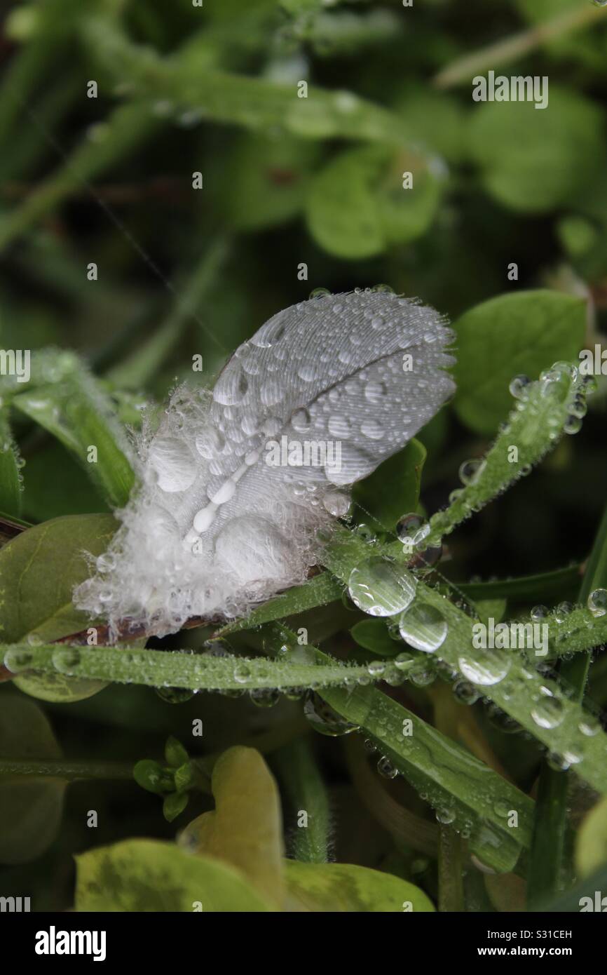 Nice Feather High Resolution Stock Photography and Images - Alamy