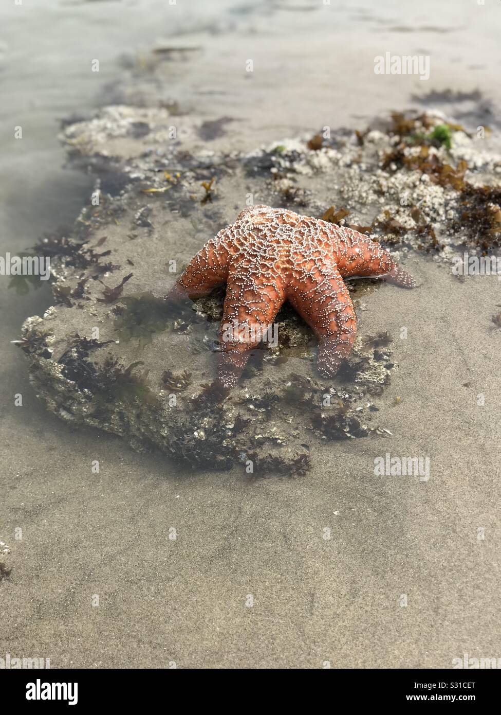 Starfish ocean hi-res stock photography and images - Alamy