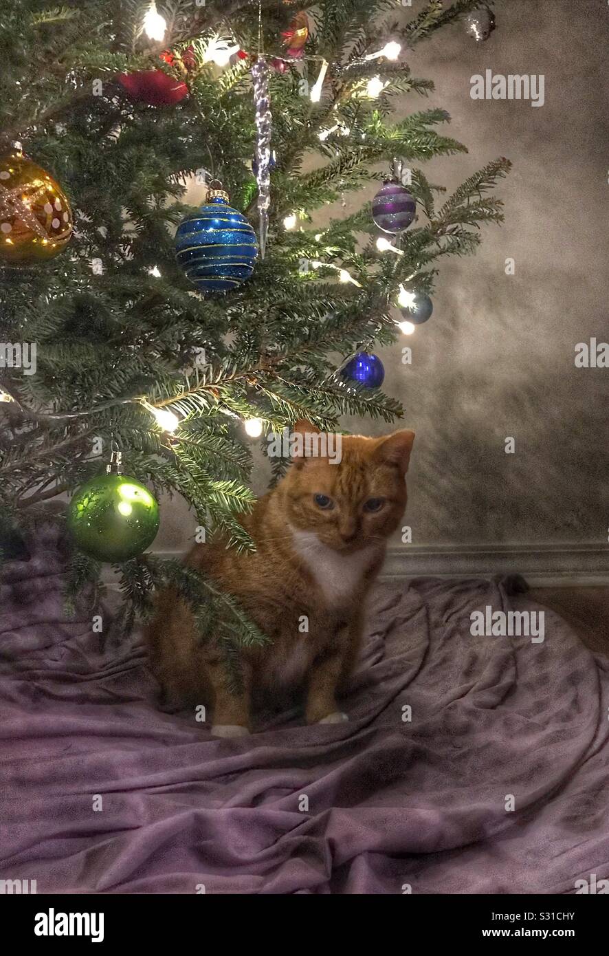 Under the orange tree hi-res stock photography and images - Alamy