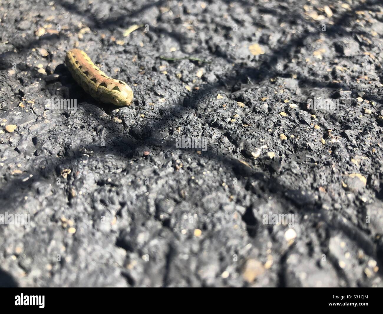 Small caterpillar hi-res stock photography and images - Alamy