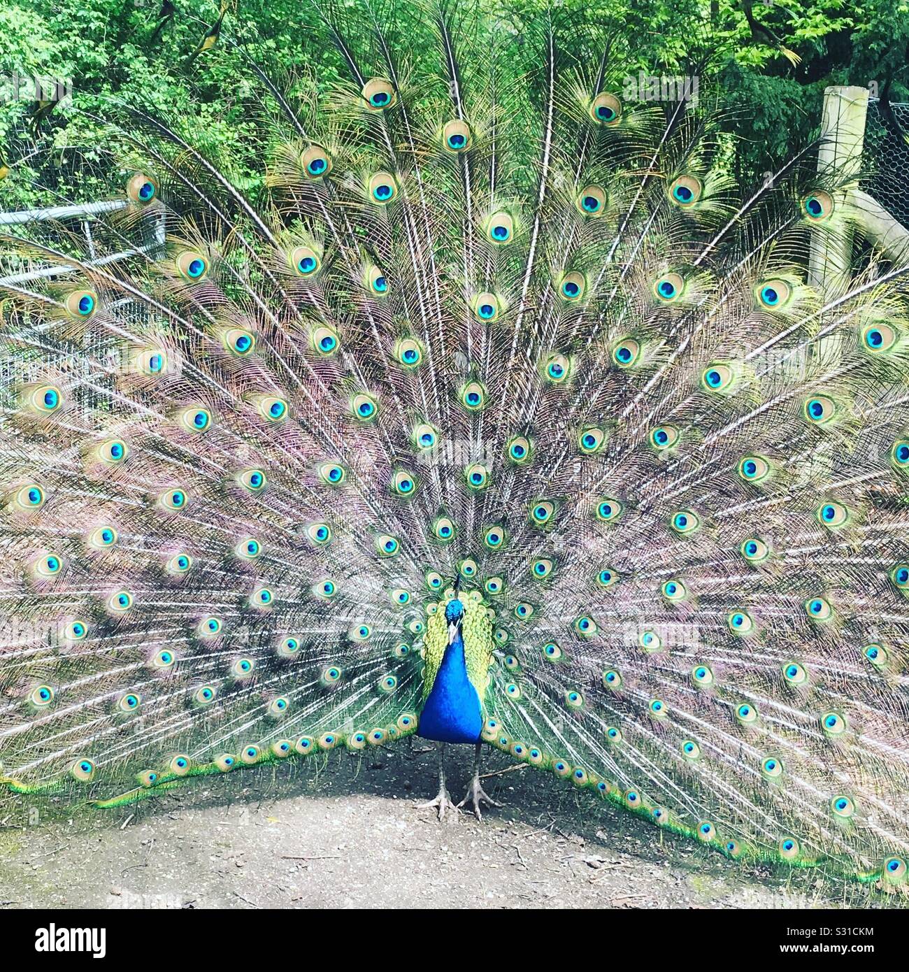 Peacocking hi-res stock photography and images - Alamy