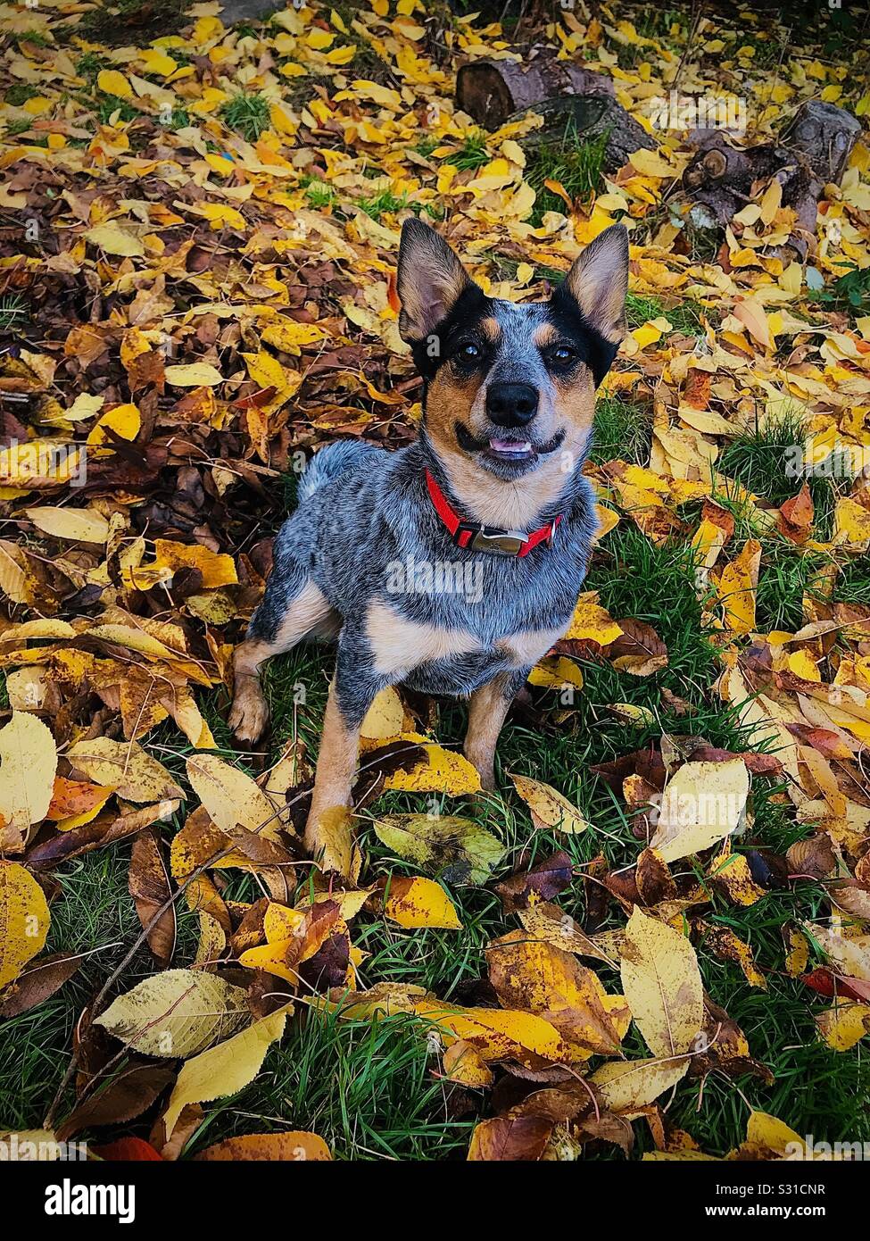 Blue heeler happy hi-res stock photography and images - Alamy
