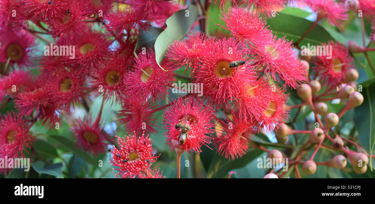 Red Flowering Gum Tree High Resolution Stock Photography and Images - Alamy