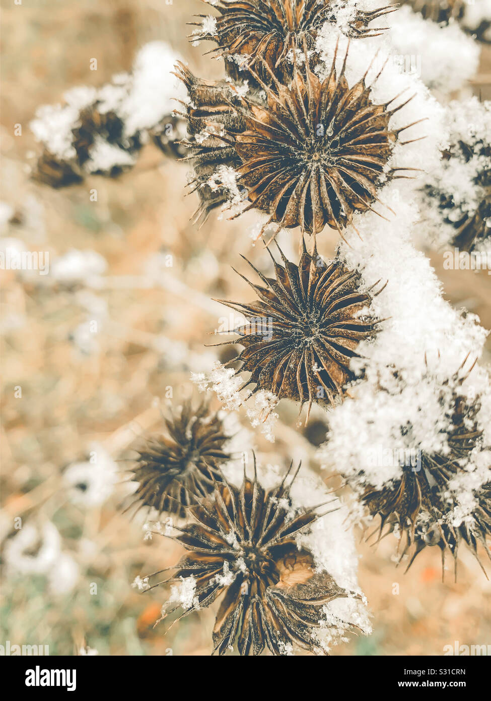 Snow covered weeds hi-res stock photography and images - Alamy