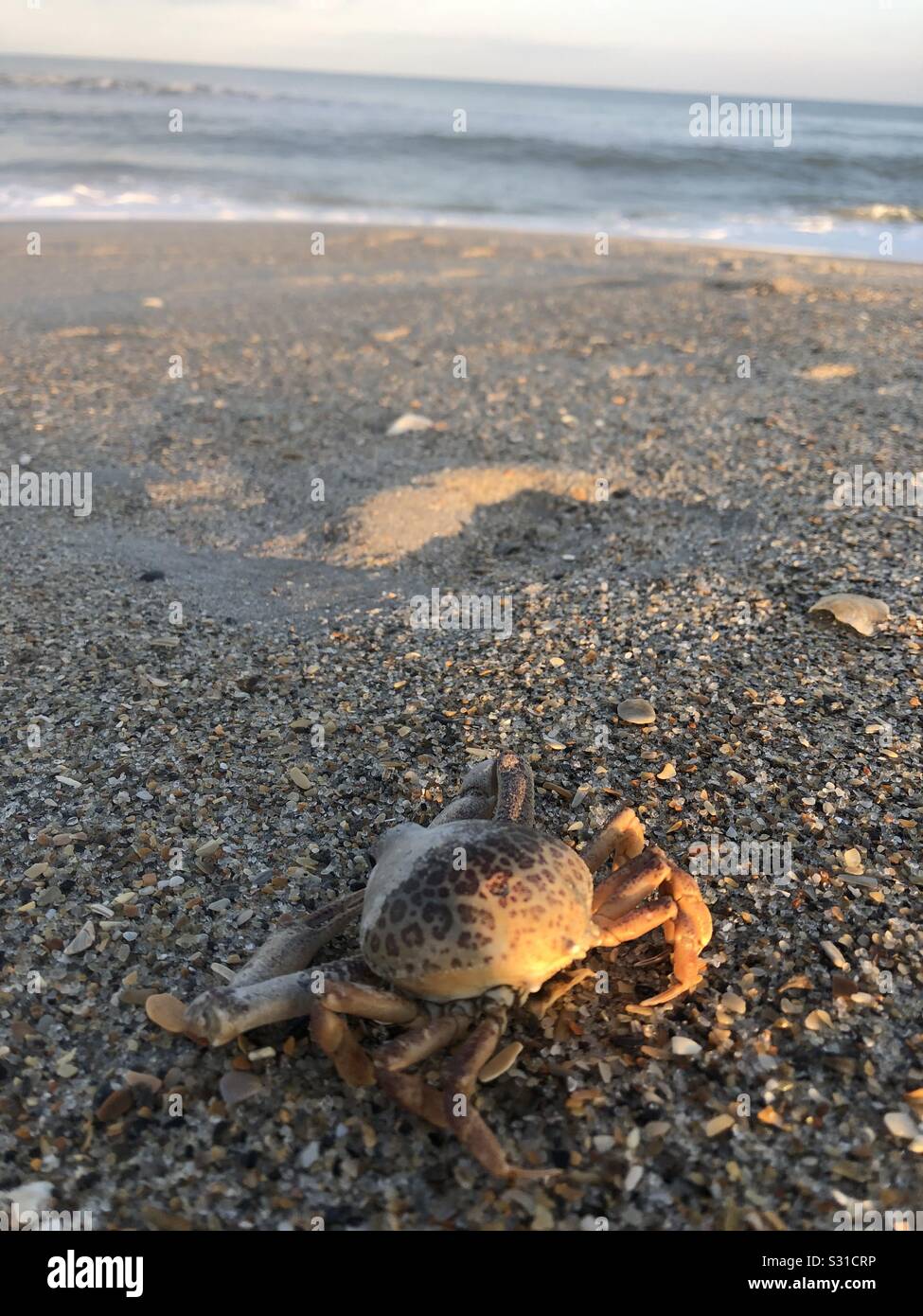 Crab north carolina hi-res stock photography and images - Alamy