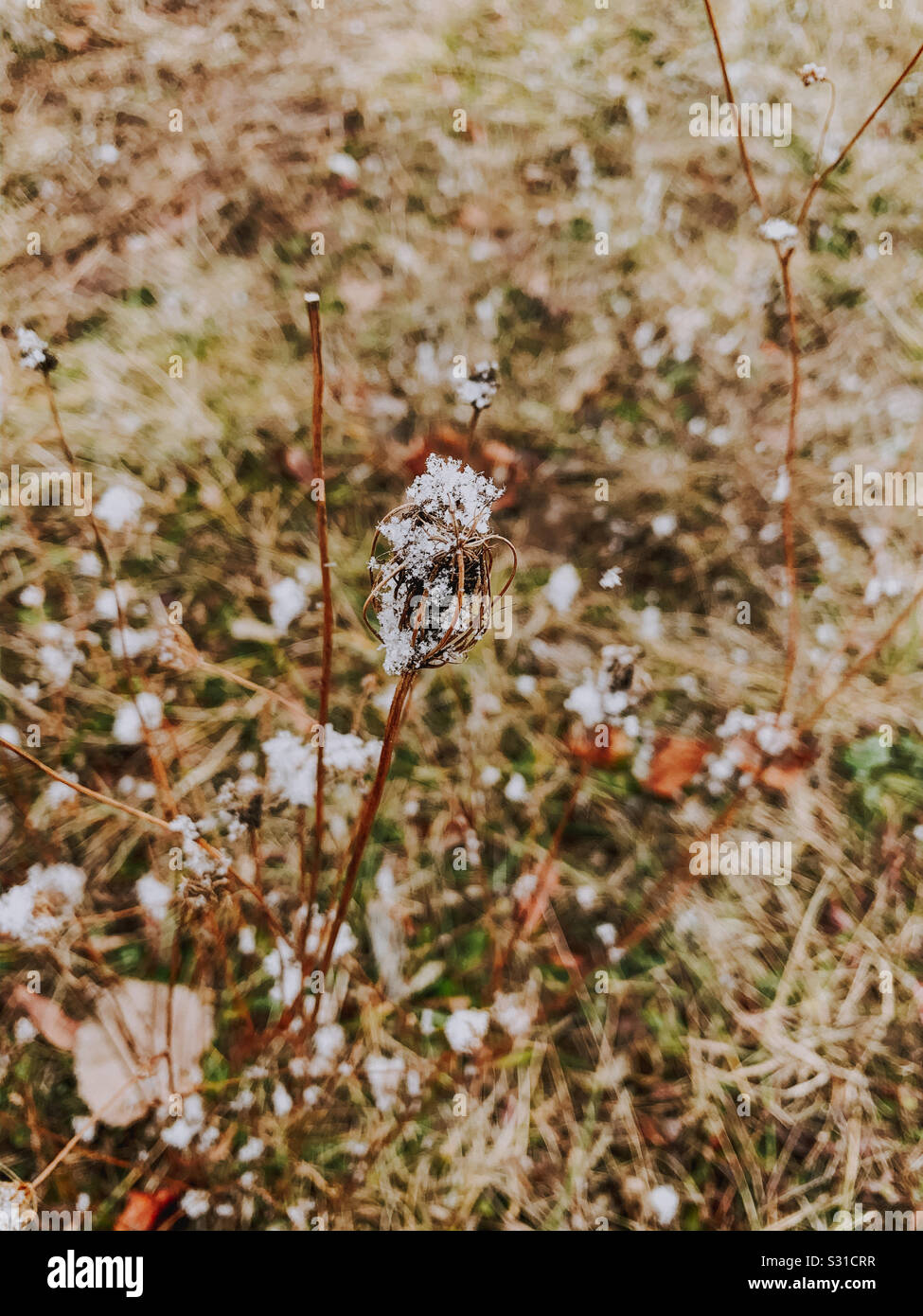 Brown weeds hi-res stock photography and images - Alamy
