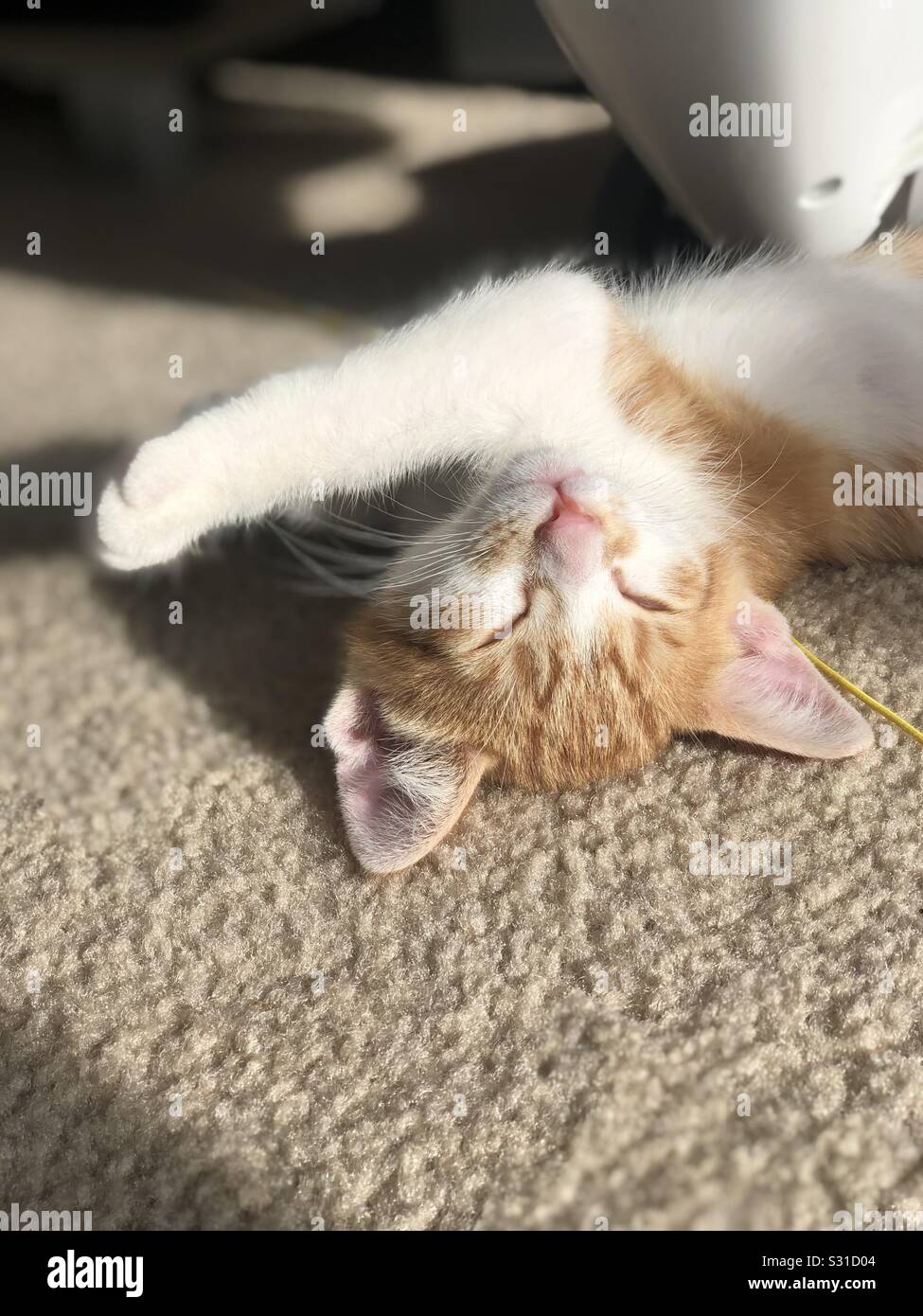 Sleepy Cats High Resolution Stock Photography and Images - Alamy