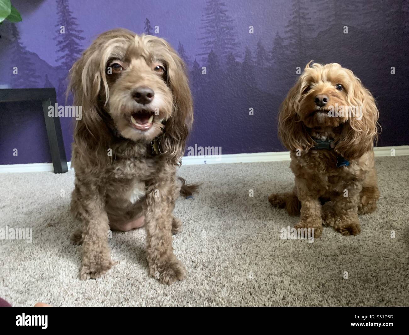 Cockapoos High Resolution Stock Photography and Images - Alamy