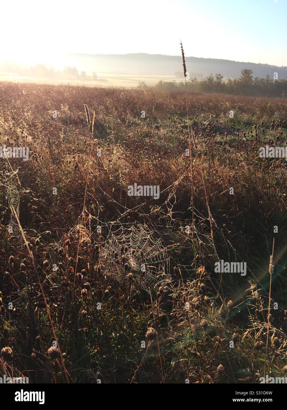 Hay spider hi-res stock photography and images - Alamy