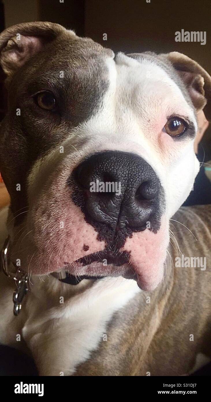 Pit bull chain collar hi-res stock photography and images - Alamy