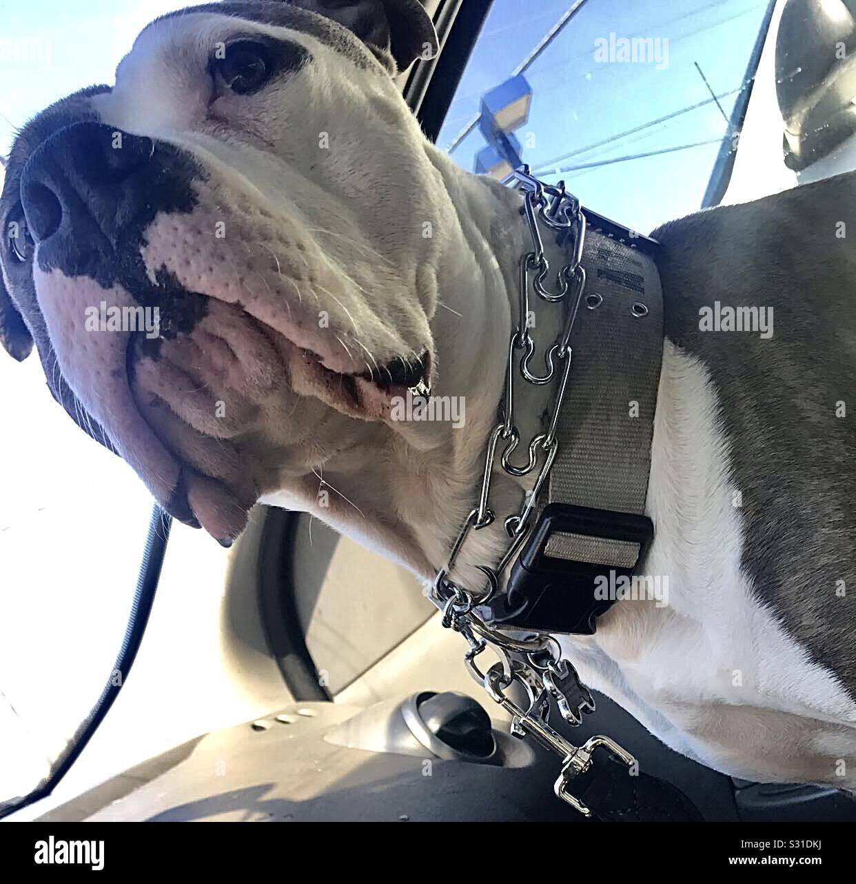 Bull dog car hi-res stock photography and images - Alamy