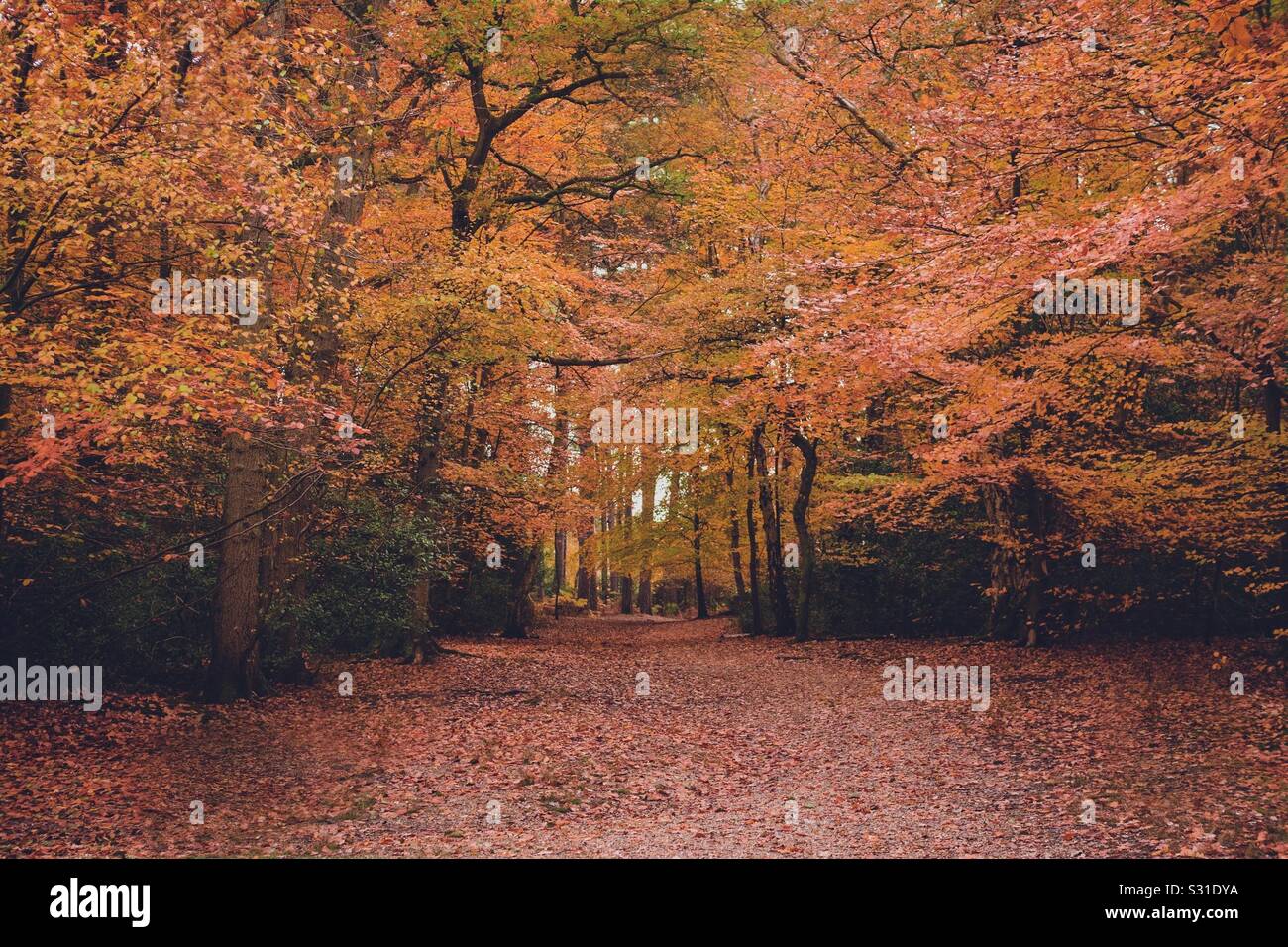 An autumn wood hi-res stock photography and images - Alamy