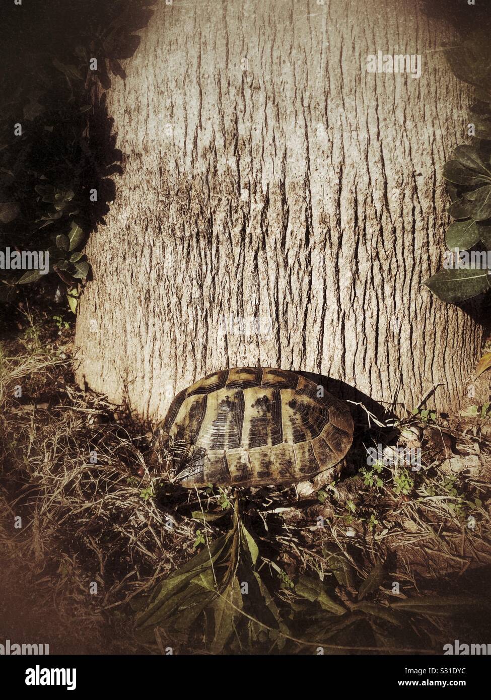 Turtle tree hi-res stock photography and images - Alamy