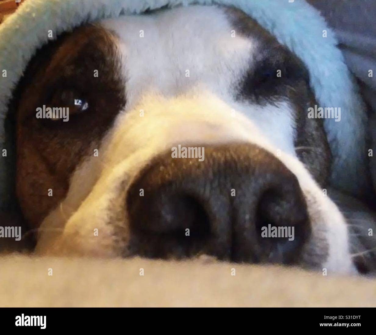 Old pit bull hi-res stock photography and images - Alamy