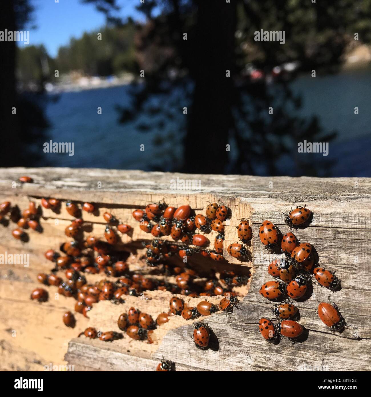 Adorable Insects High Resolution Stock Photography and Images - Alamy