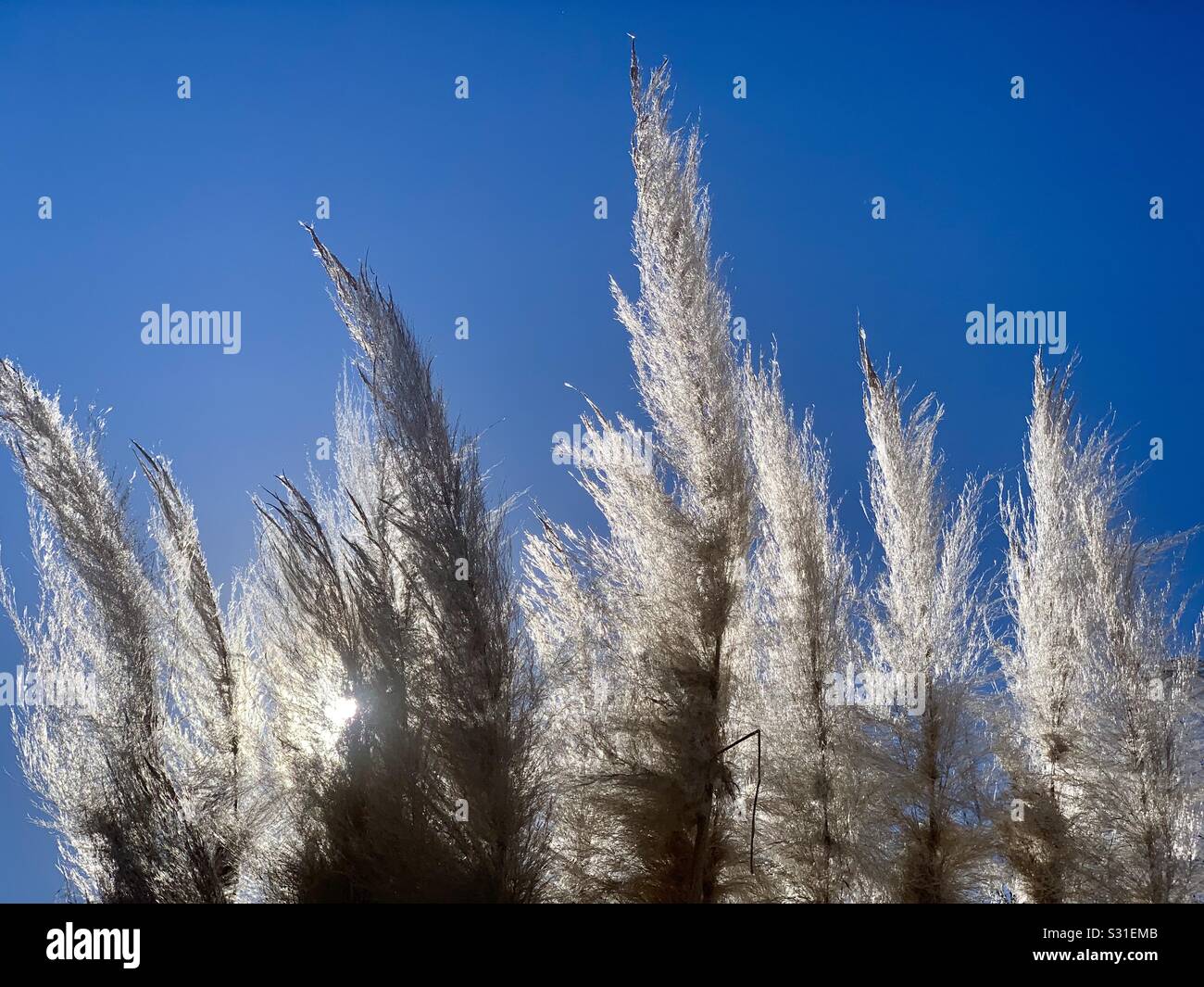 Plume grass hi-res stock photography and images - Alamy