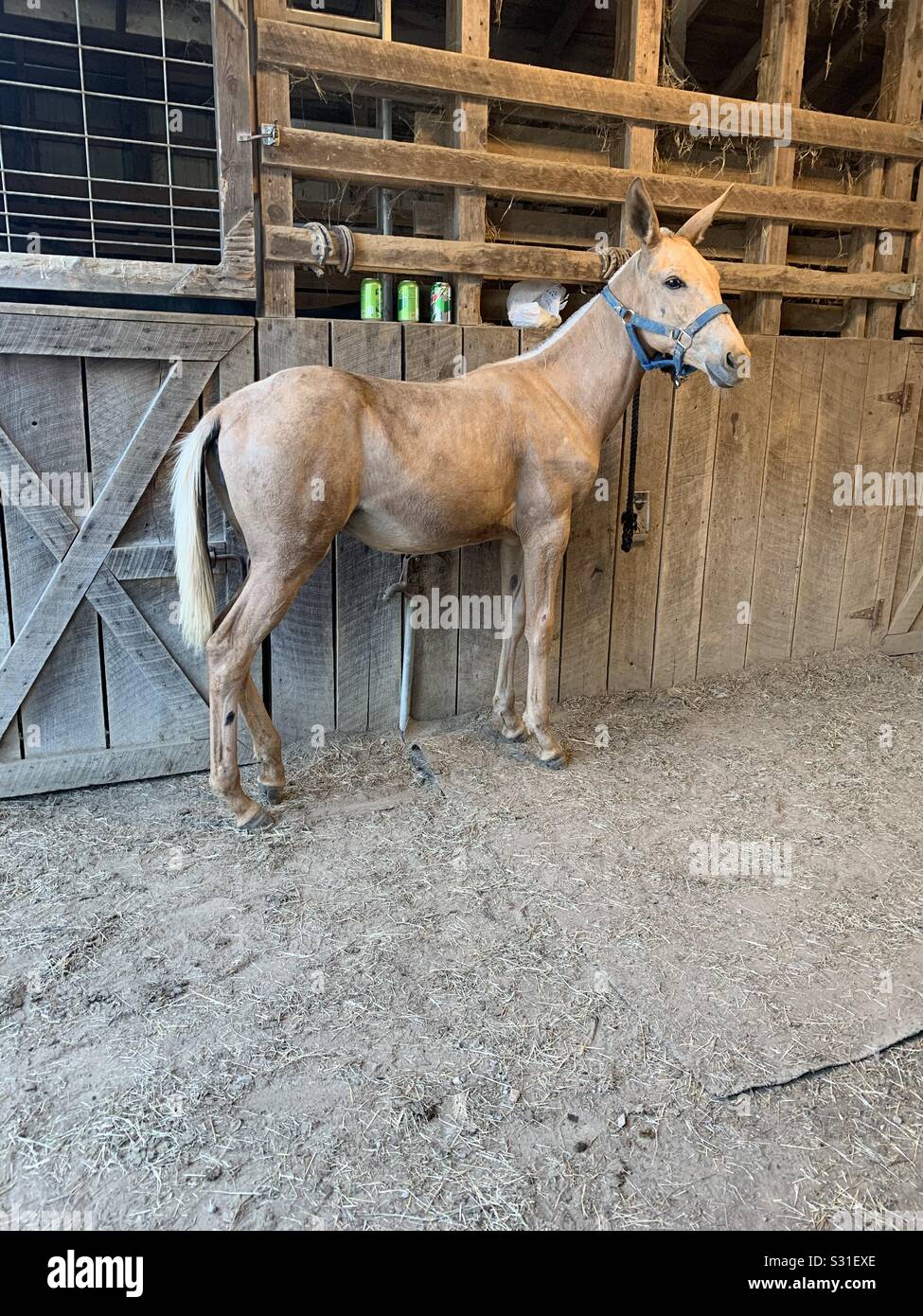 Mini mule hi-res stock photography and images - Alamy