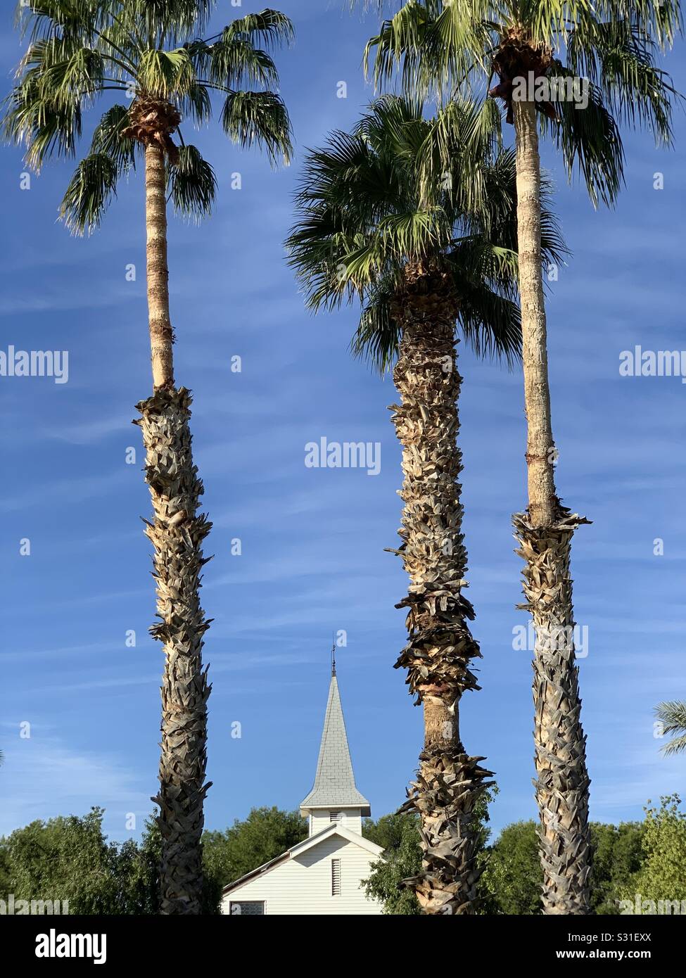 Arizona Palm Trees Stock Photo - Alamy