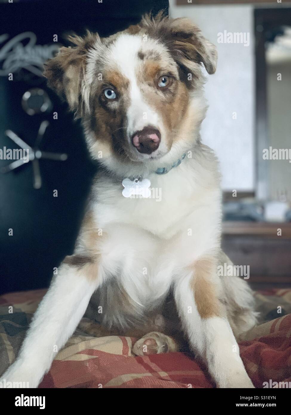 Mini australian shepard hi-res stock photography and images - Alamy