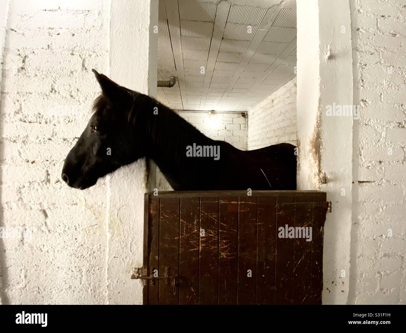 Black horse stable hi-res stock photography and images - Alamy