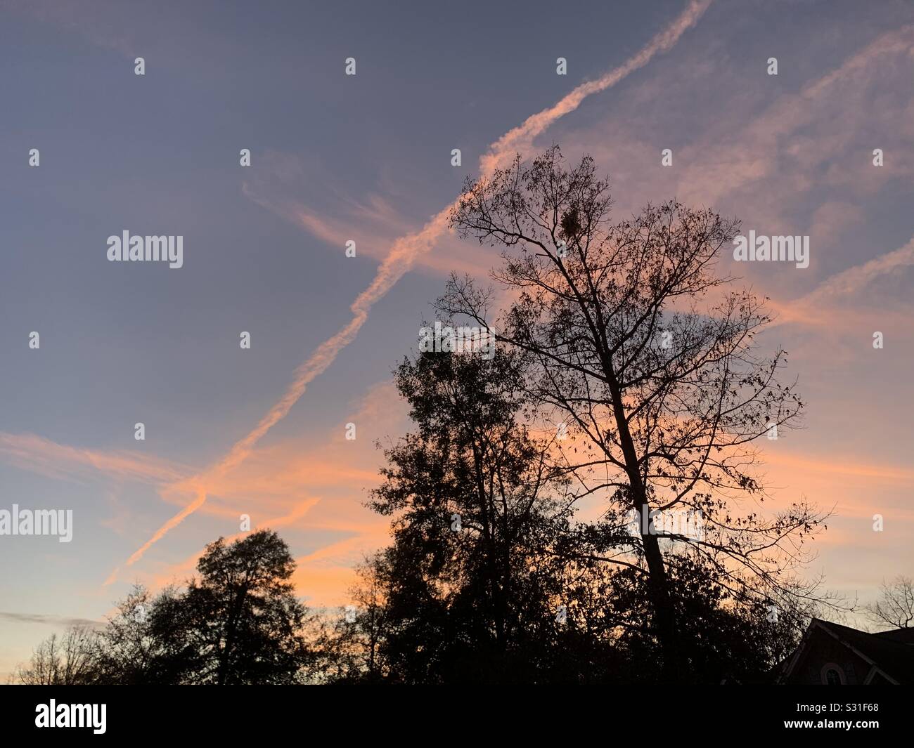 Tree outlines hi-res stock photography and images - Alamy