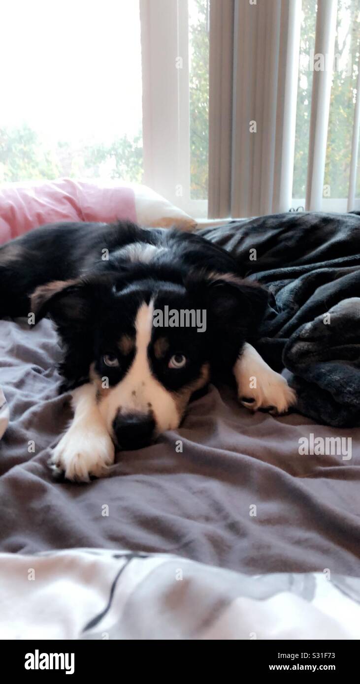 Australian sheppard hi-res stock photography and images - Alamy