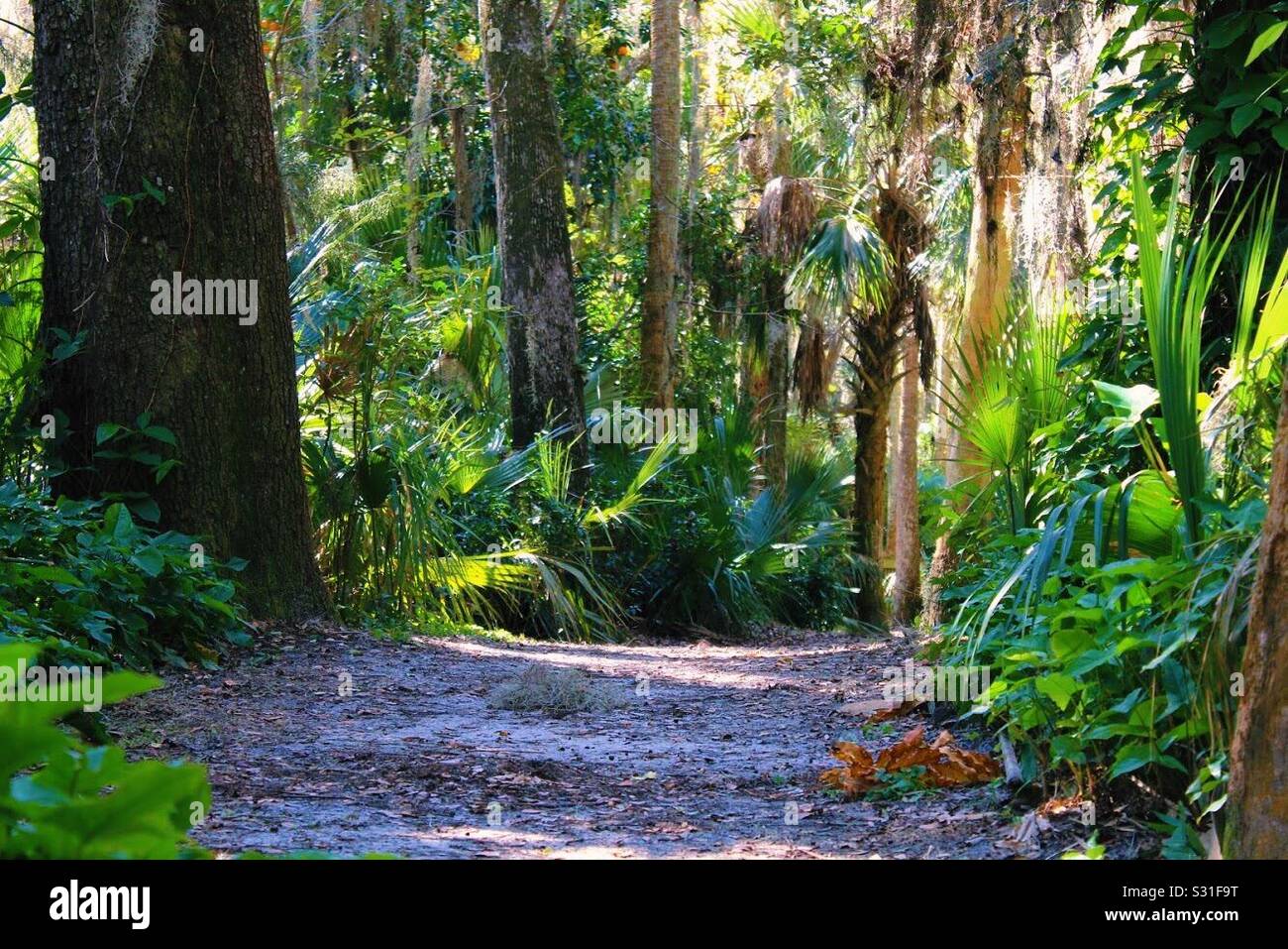 Lots of trees hi-res stock photography and images - Alamy