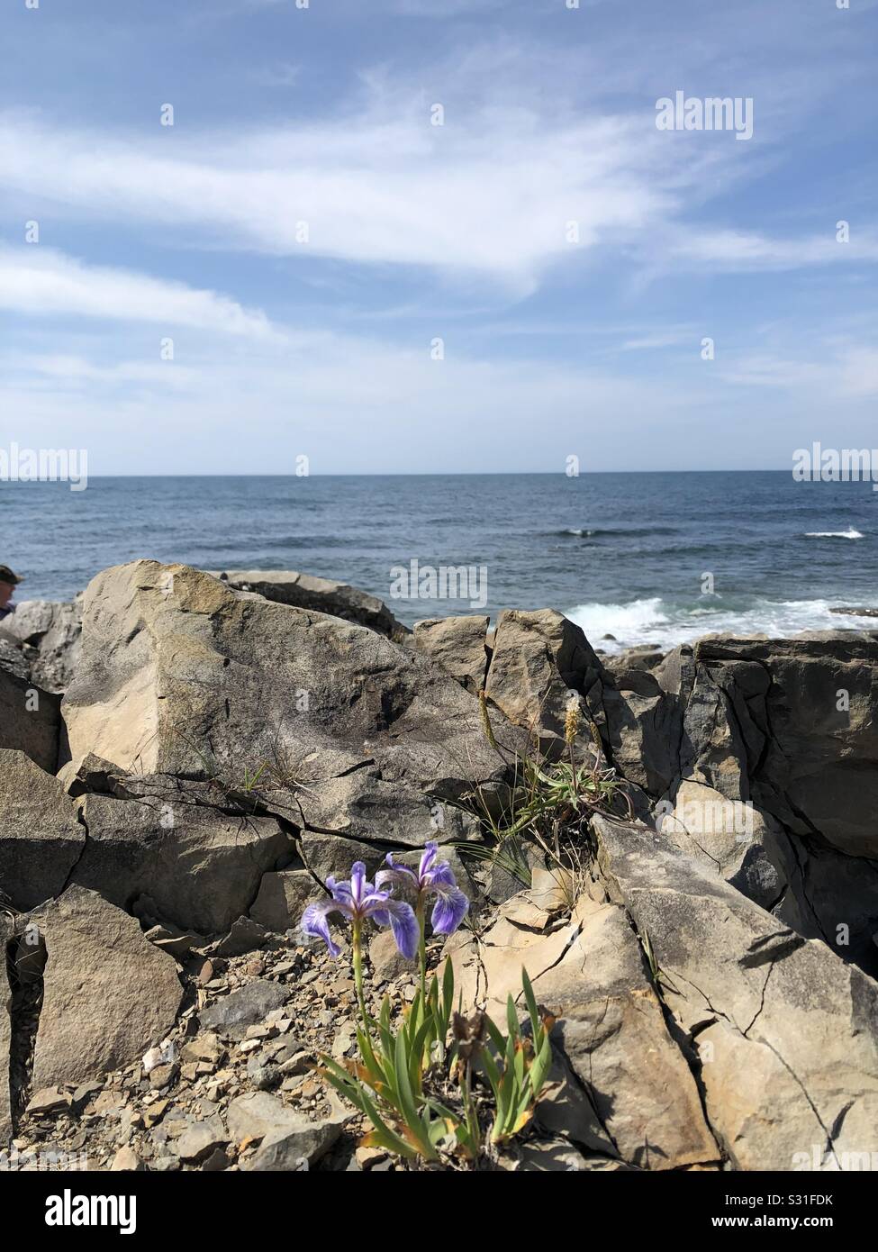 Canada newfoundland flowers hi-res stock photography and images - Alamy