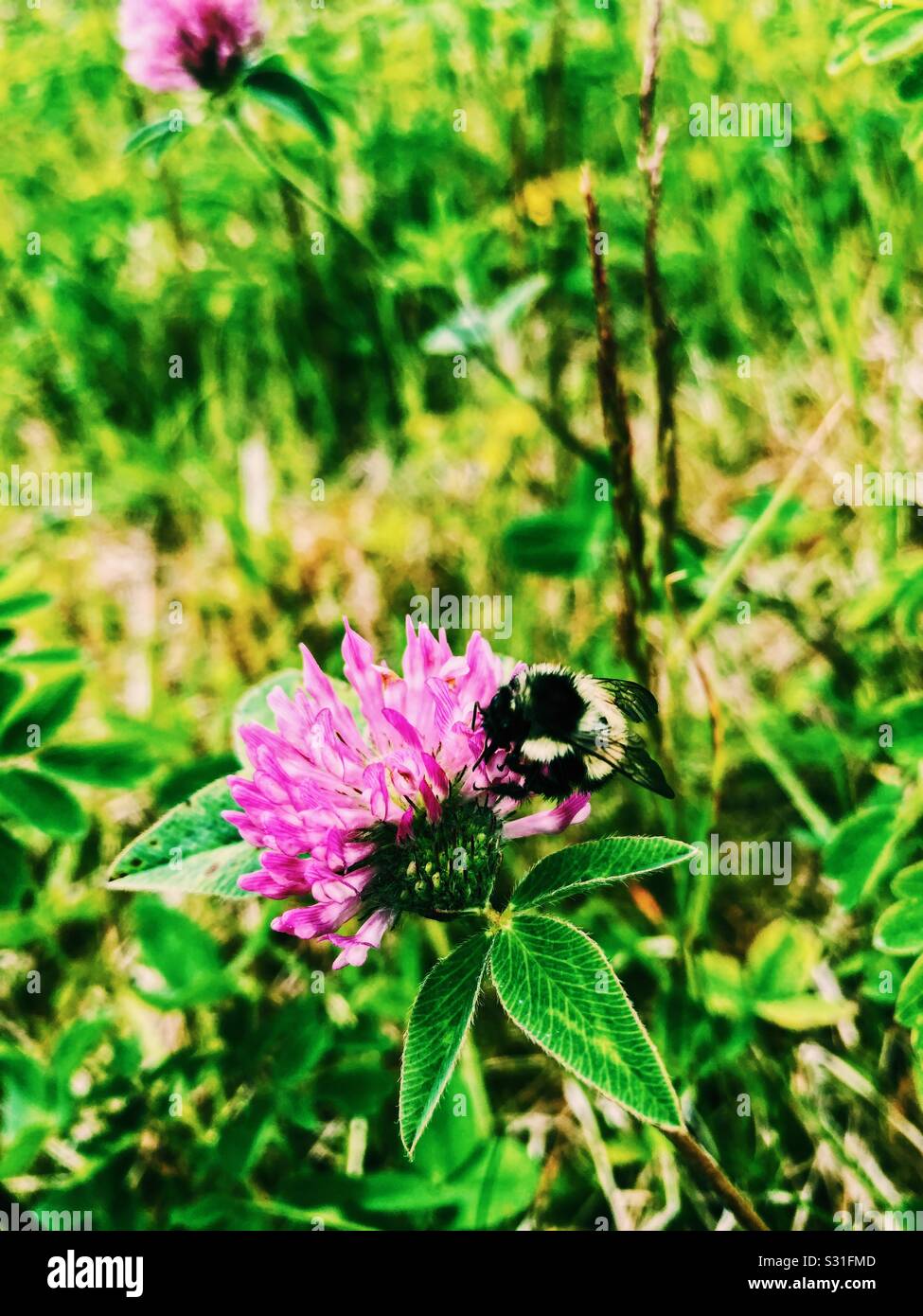 Edited nature hi-res stock photography and images - Alamy