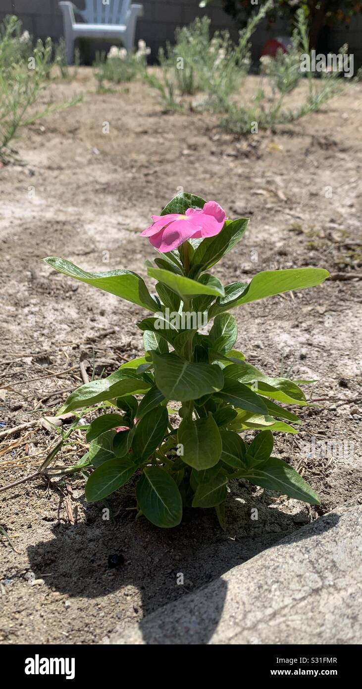 Lonely flower hi-res stock photography and images - Alamy