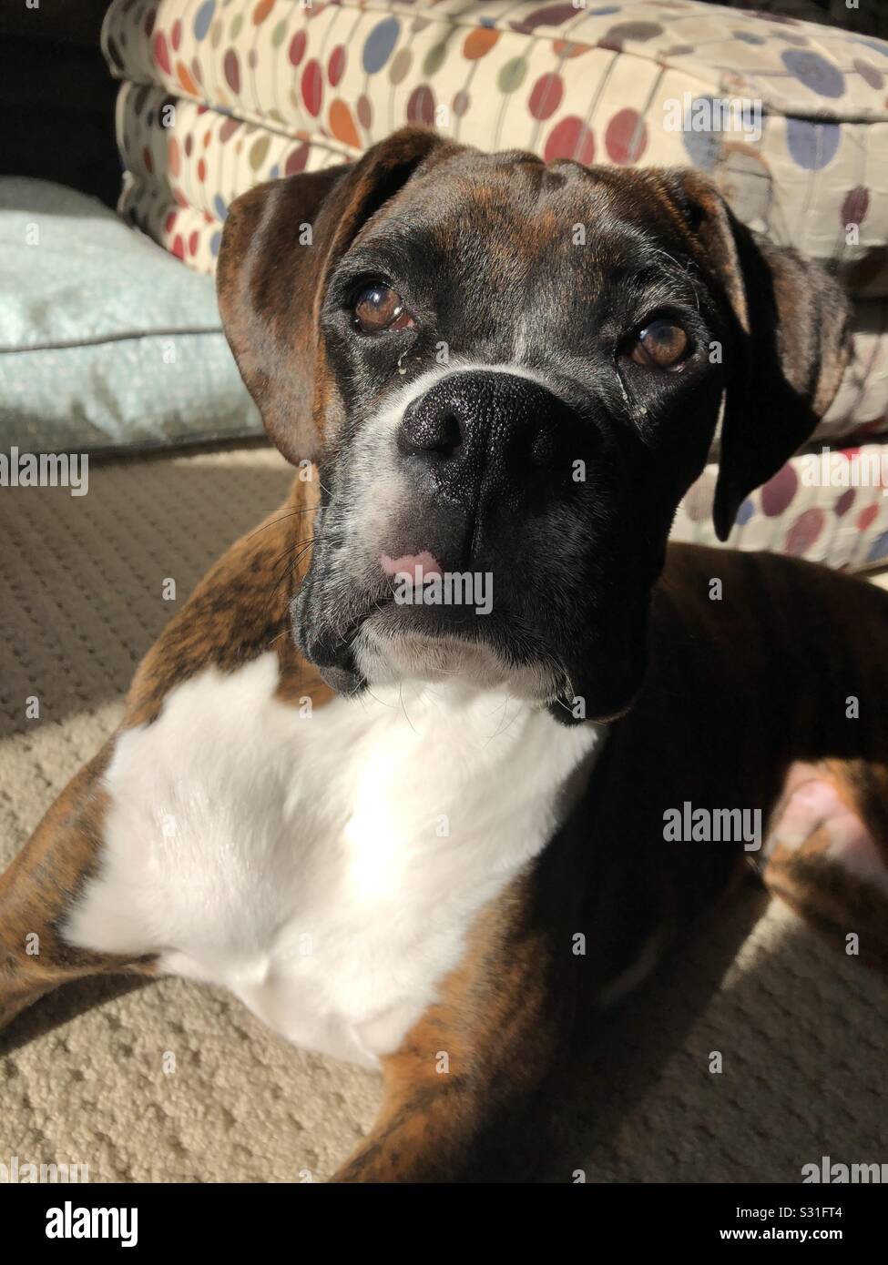 Puppy in sunshine hi-res stock photography and images - Alamy