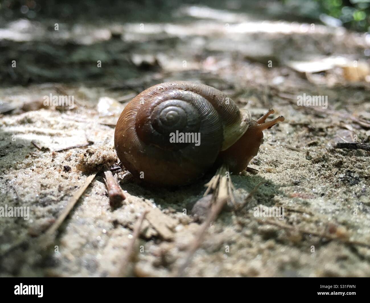 Snail crossing hi-res stock photography and images - Alamy