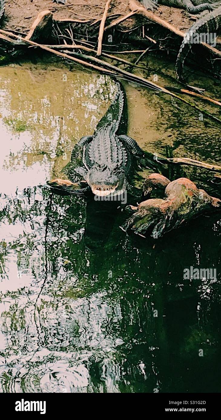 Smiling alligator hi-res stock photography and images - Alamy