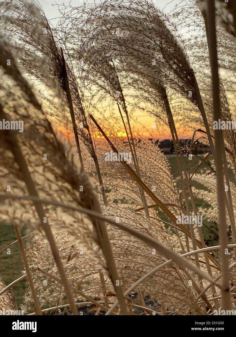 Prairie grass hi-res stock photography and images - Alamy
