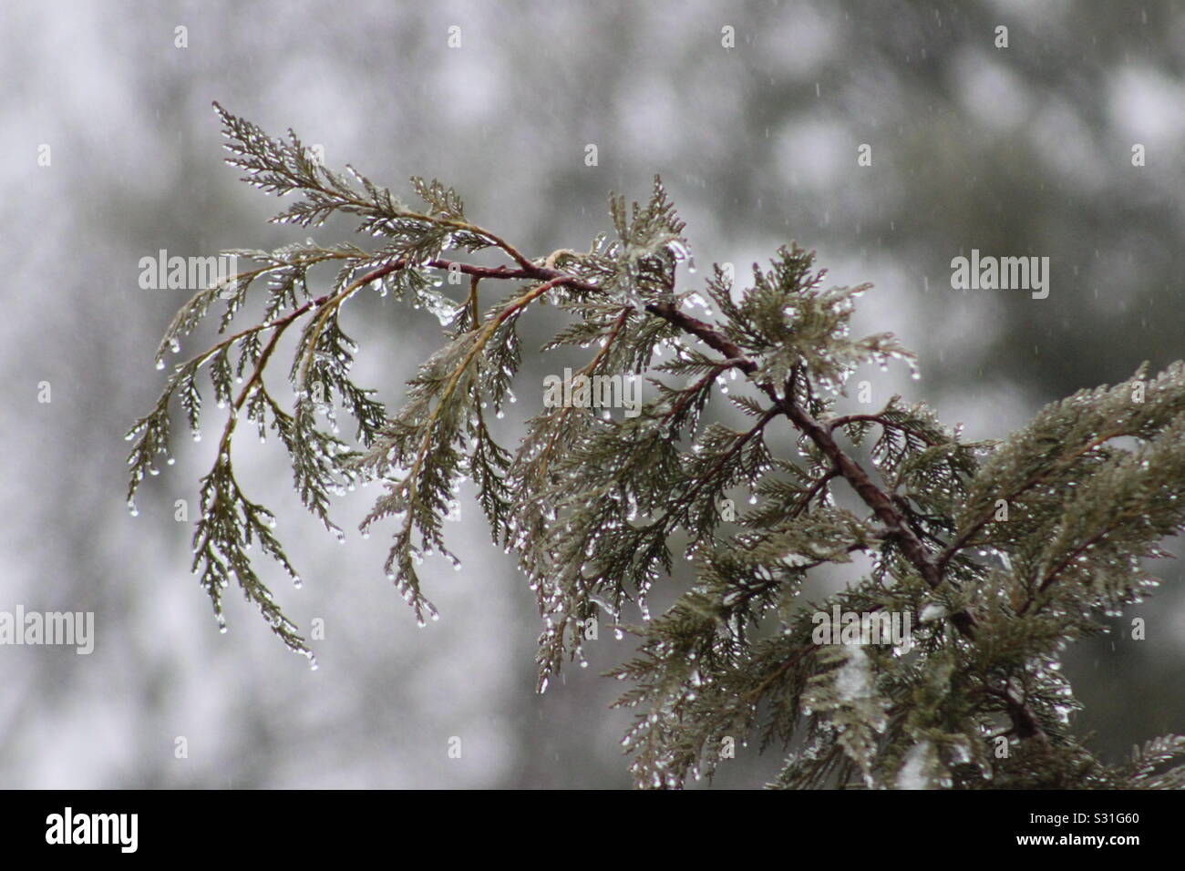 Rain on pine tree hi-res stock photography and images - Alamy