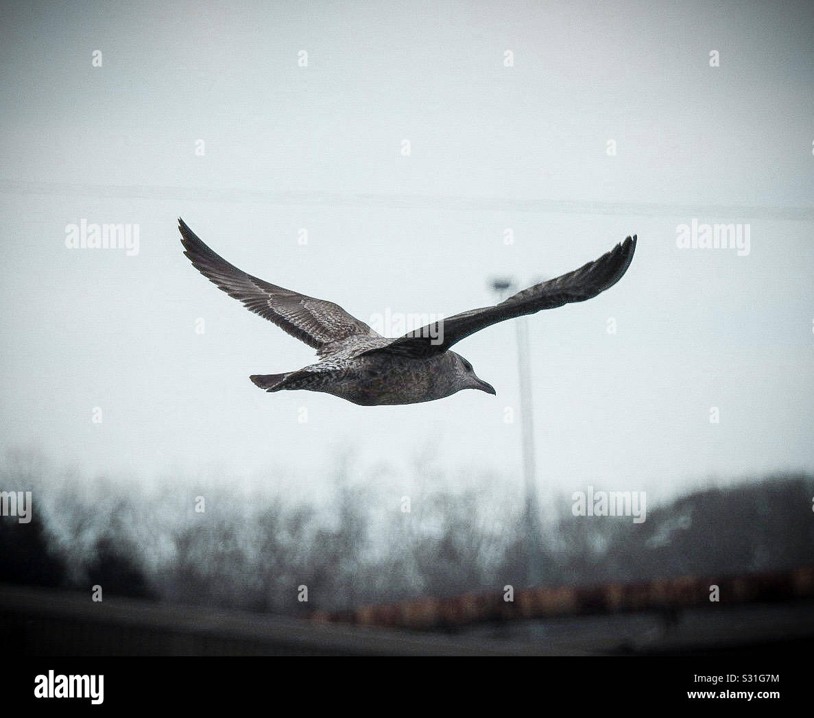 Segal bird hi-res stock photography and images - Alamy