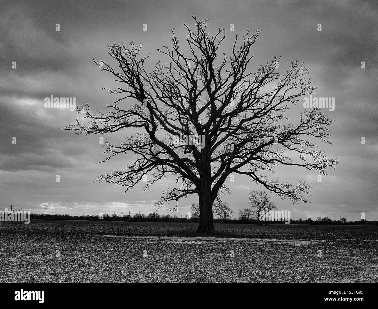 Earth tree Black and White Stock Photos & Images - Alamy