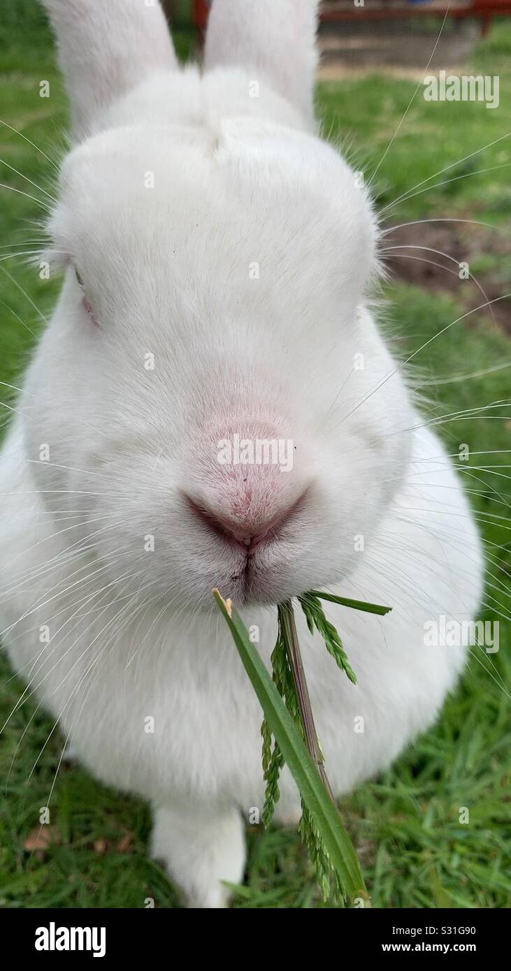 Ghost rabbit hi-res stock photography and images - Alamy
