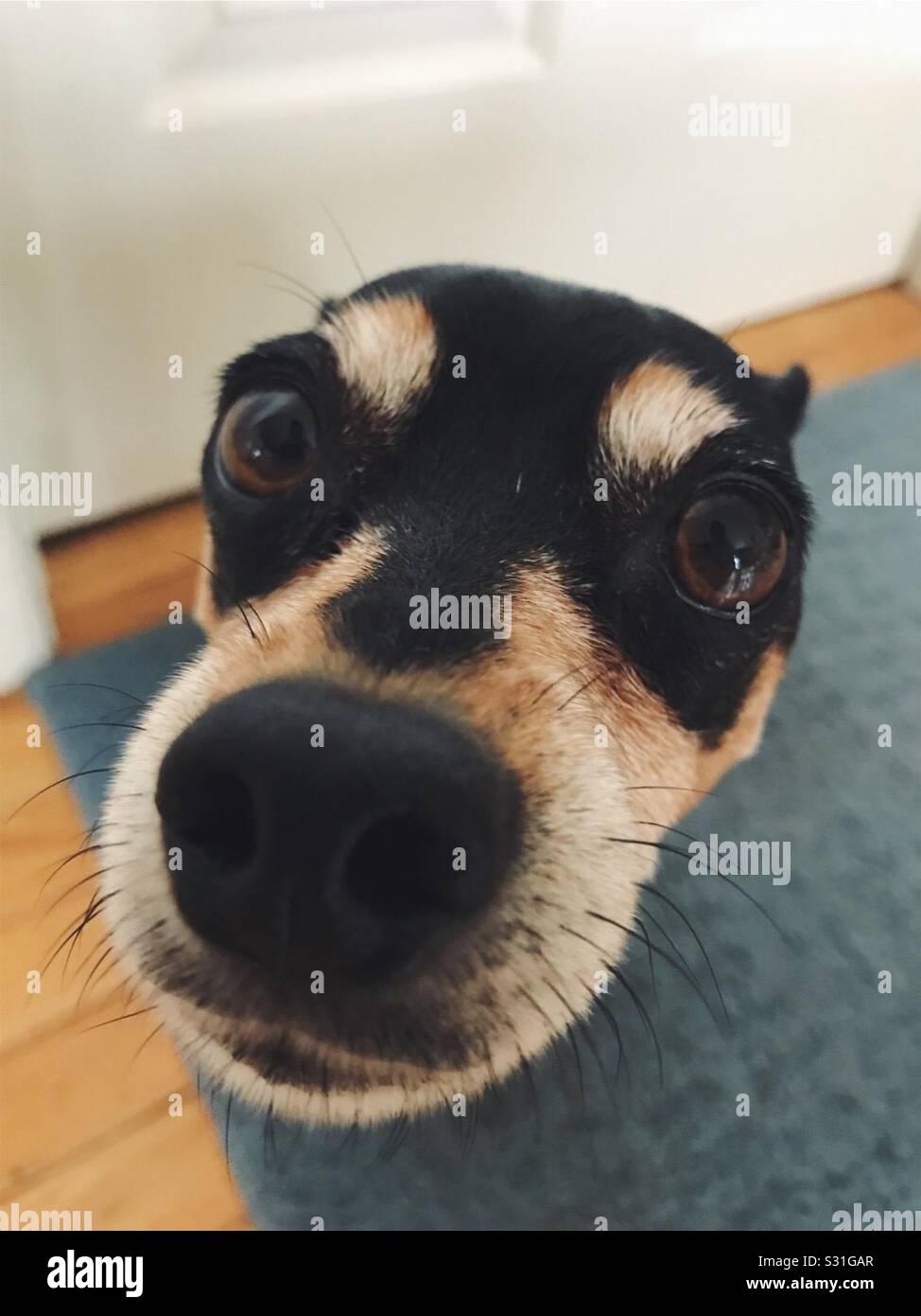 Nosey dogs hi-res stock photography and images - Alamy