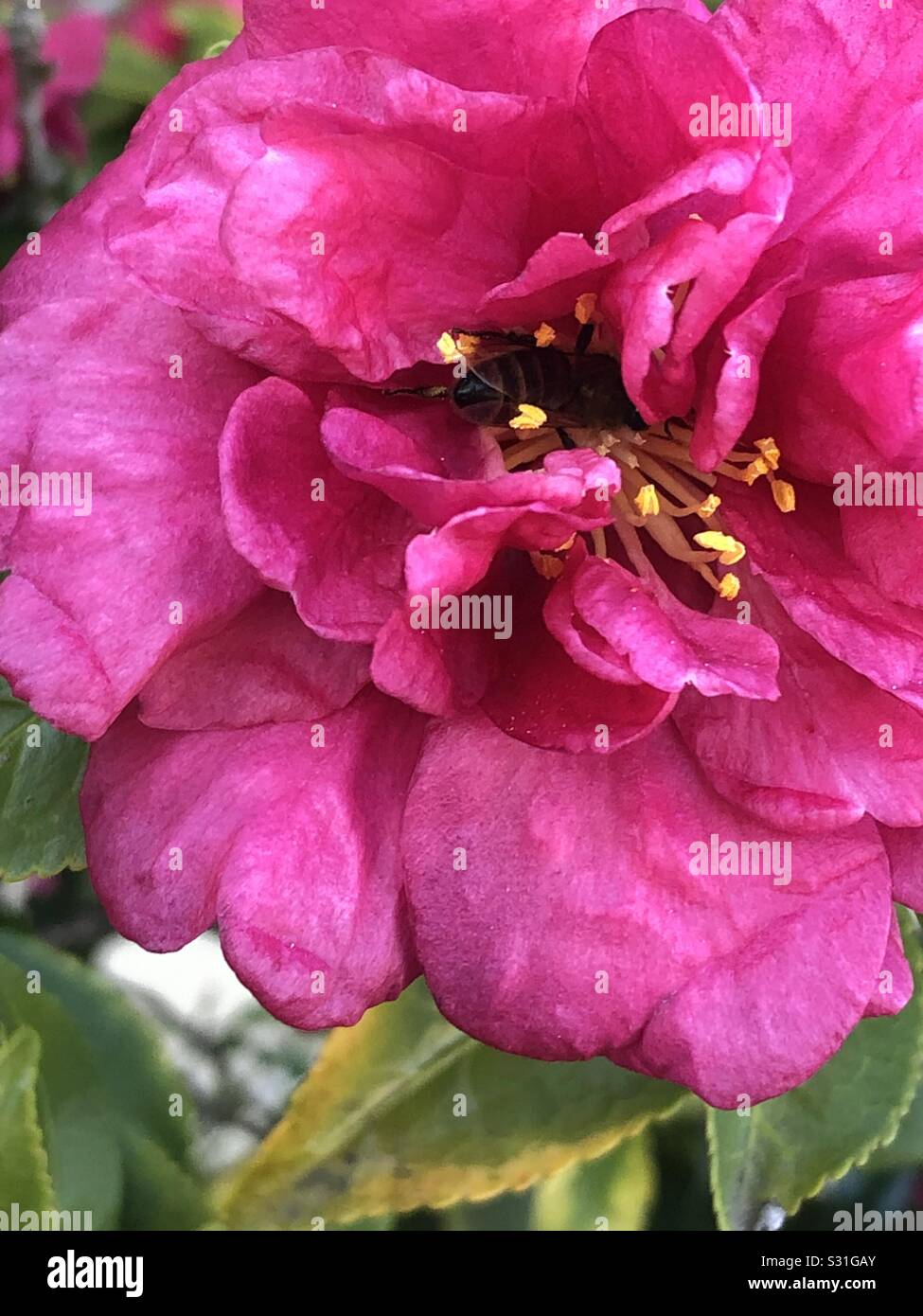 Bee resting hi-res stock photography and images - Alamy