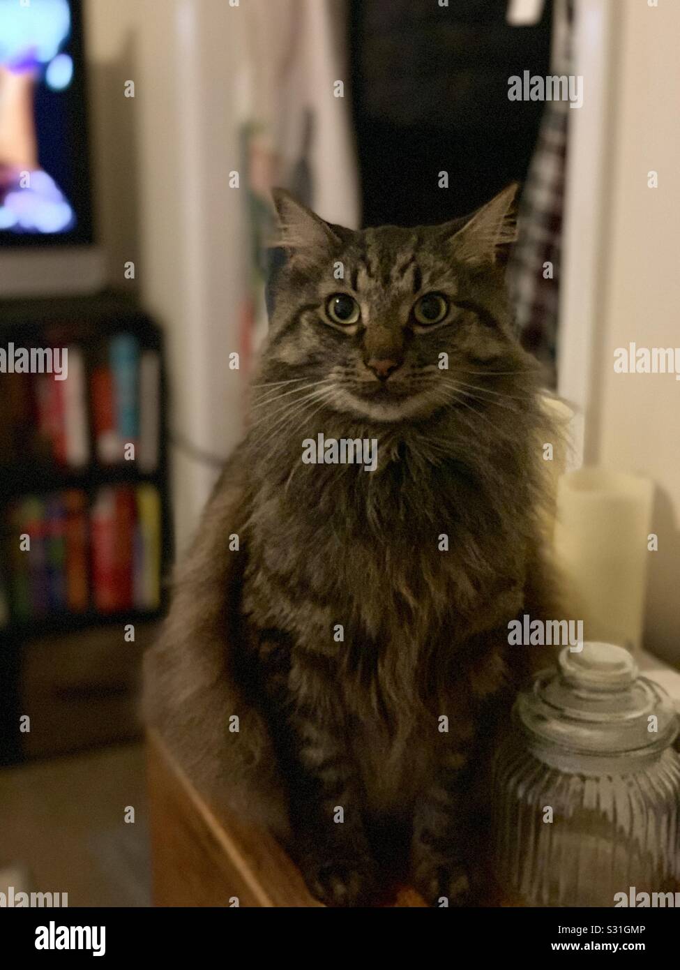 Maine coone hi-res stock photography and images - Alamy