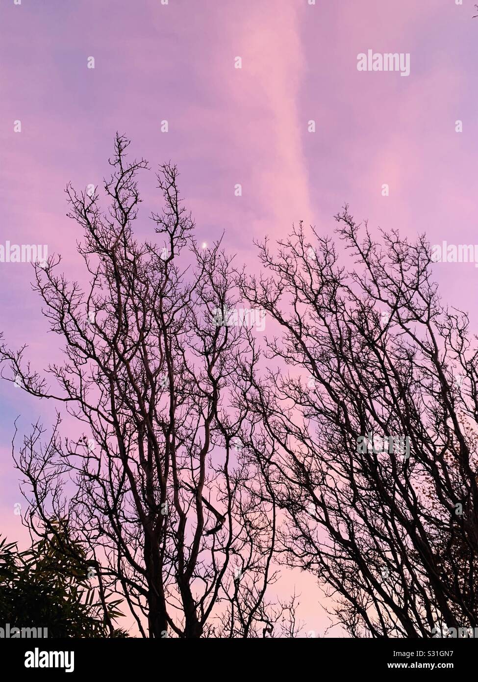 Moon and tree at sunset hi-res stock photography and images - Alamy