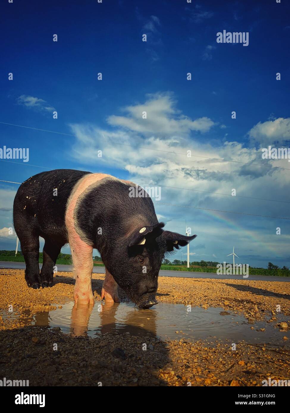 Rainbow farm hi-res stock photography and images - Alamy