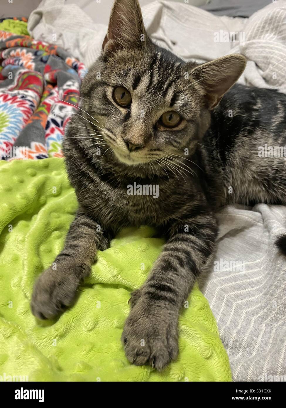 Hd cat hi-res stock photography and images - Alamy