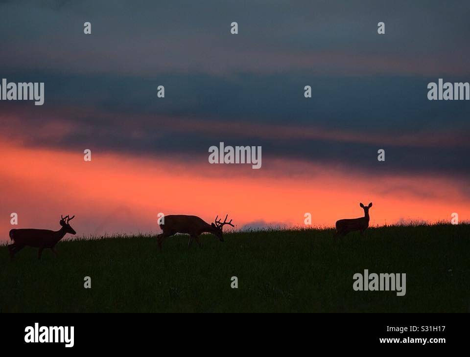 Whitetail buck sunset hi-res stock photography and images - Alamy