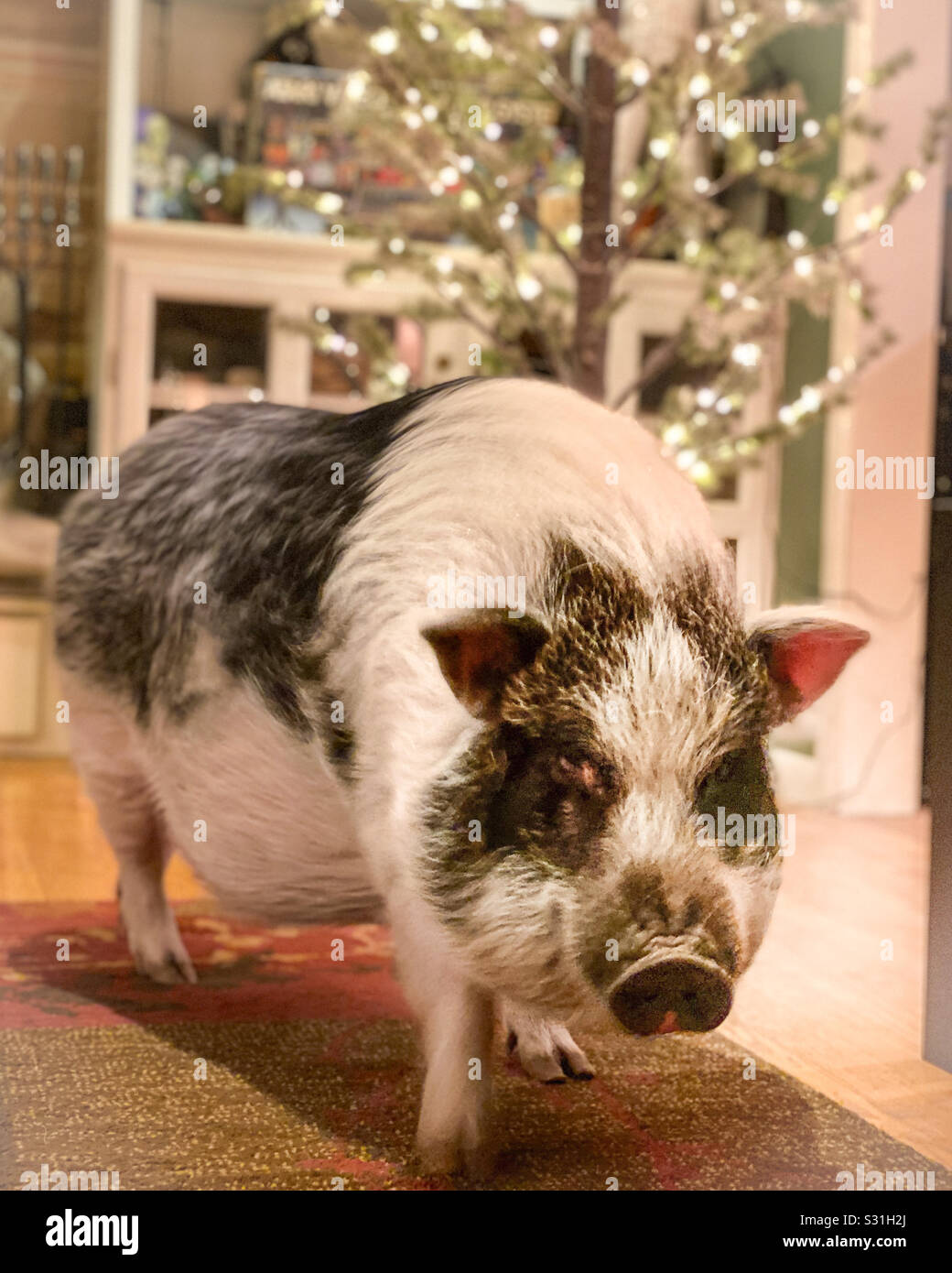 Mini pig hi-res stock photography and images - Alamy
