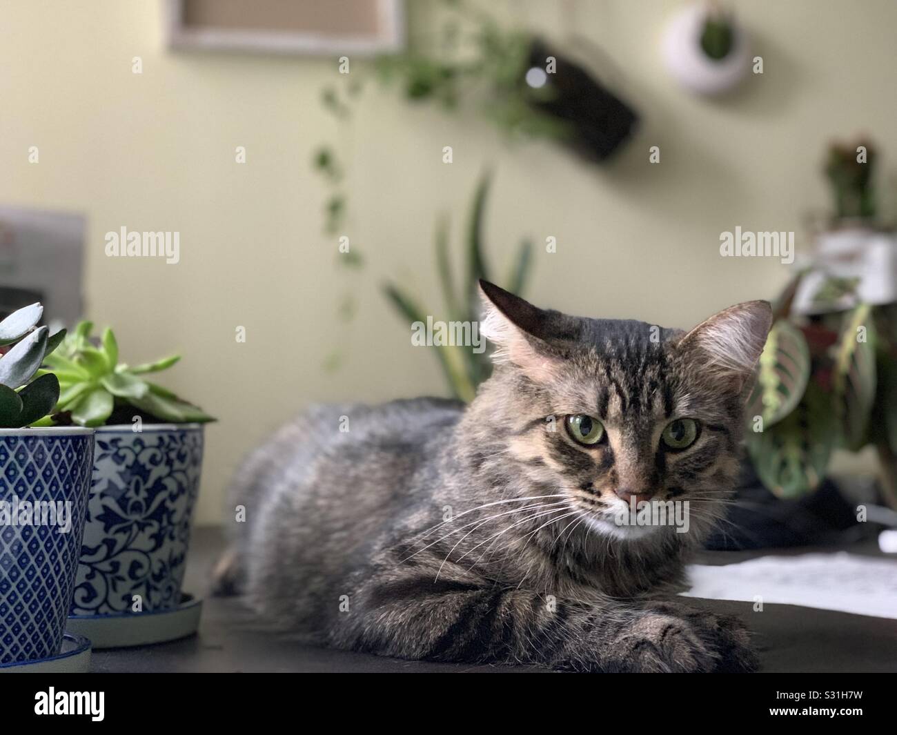 Pet plants hi-res stock photography and images - Alamy